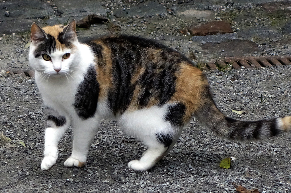 Hemlösa katter får inte plats på katthem