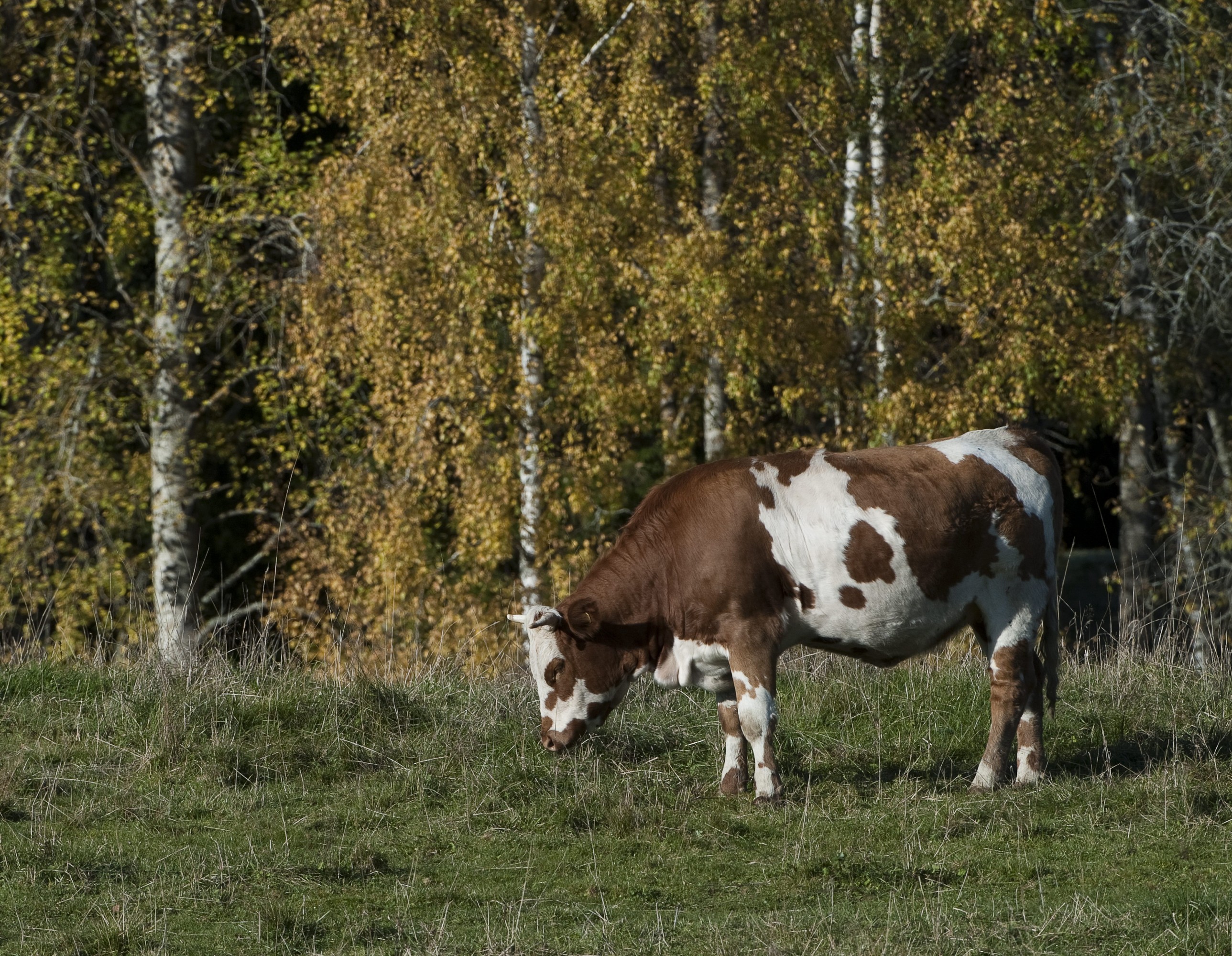 Döms för att ha plågat tjur – ”knät var utanför benets fäste”