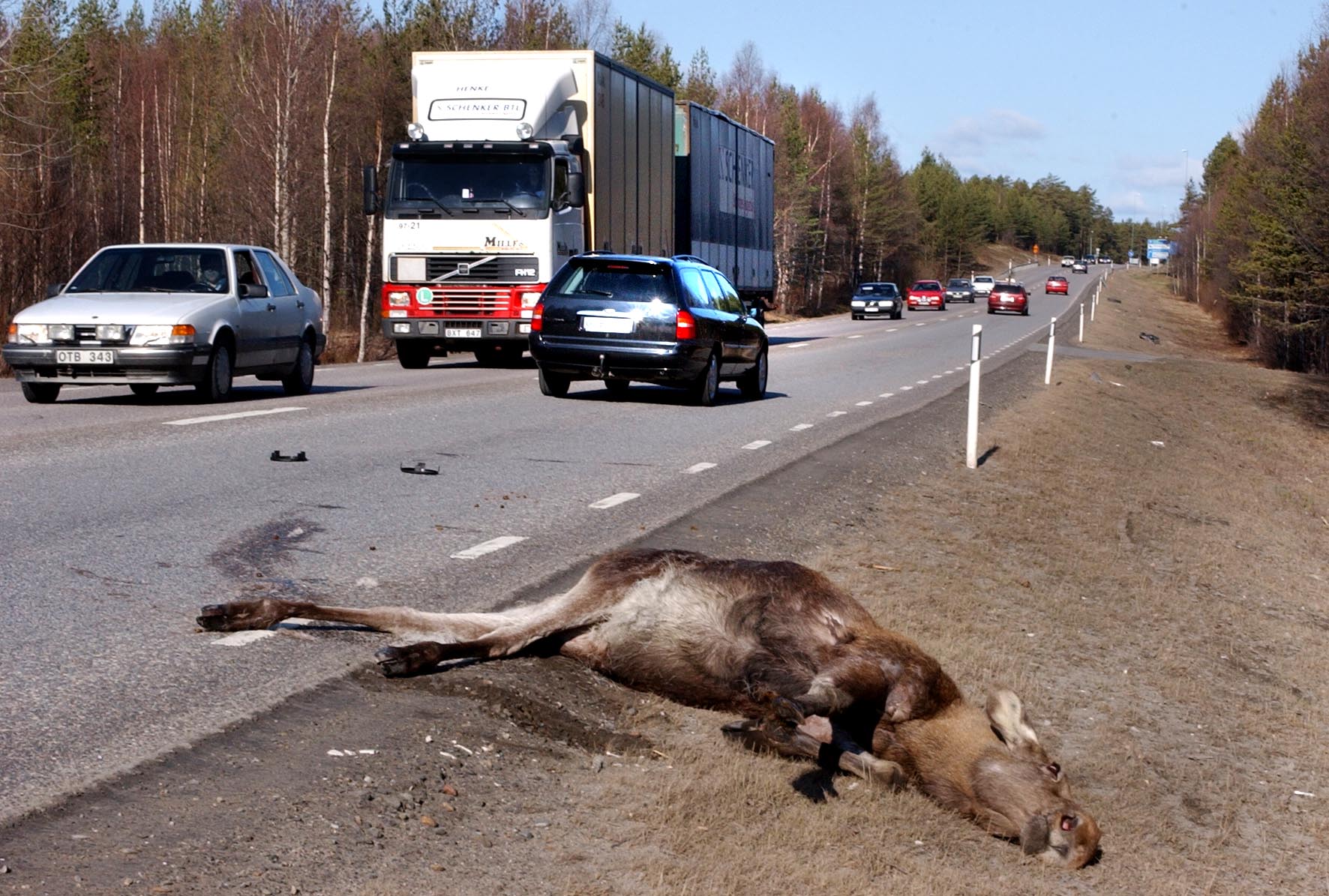 Se upp för vilt