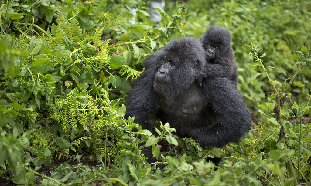 Fler bergsgorillor och sillvalar i världen