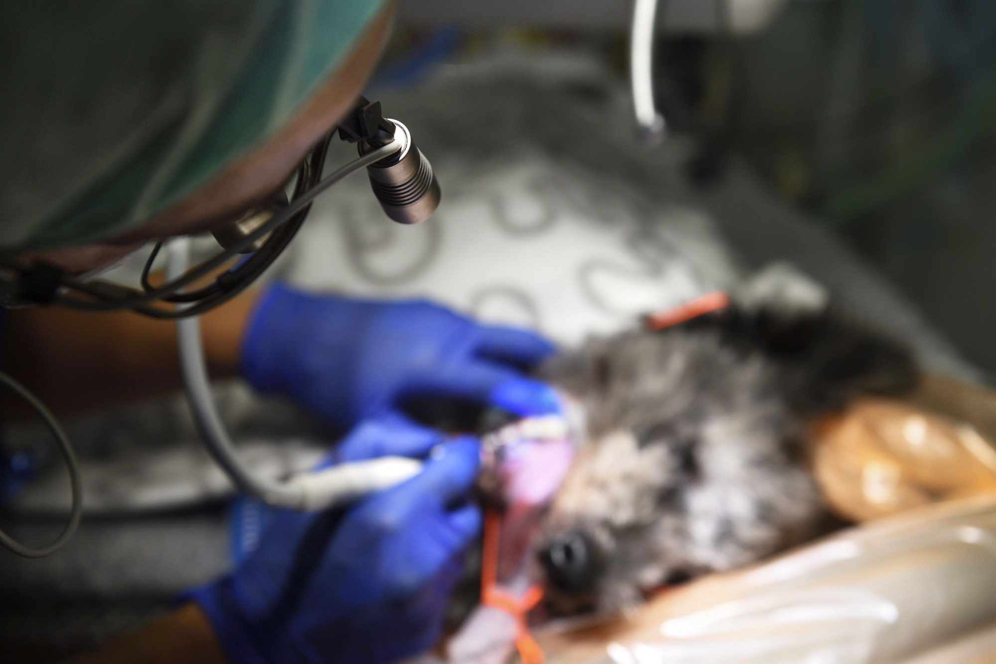 Hunden led av cancer - ägarna döms för djurplågeri