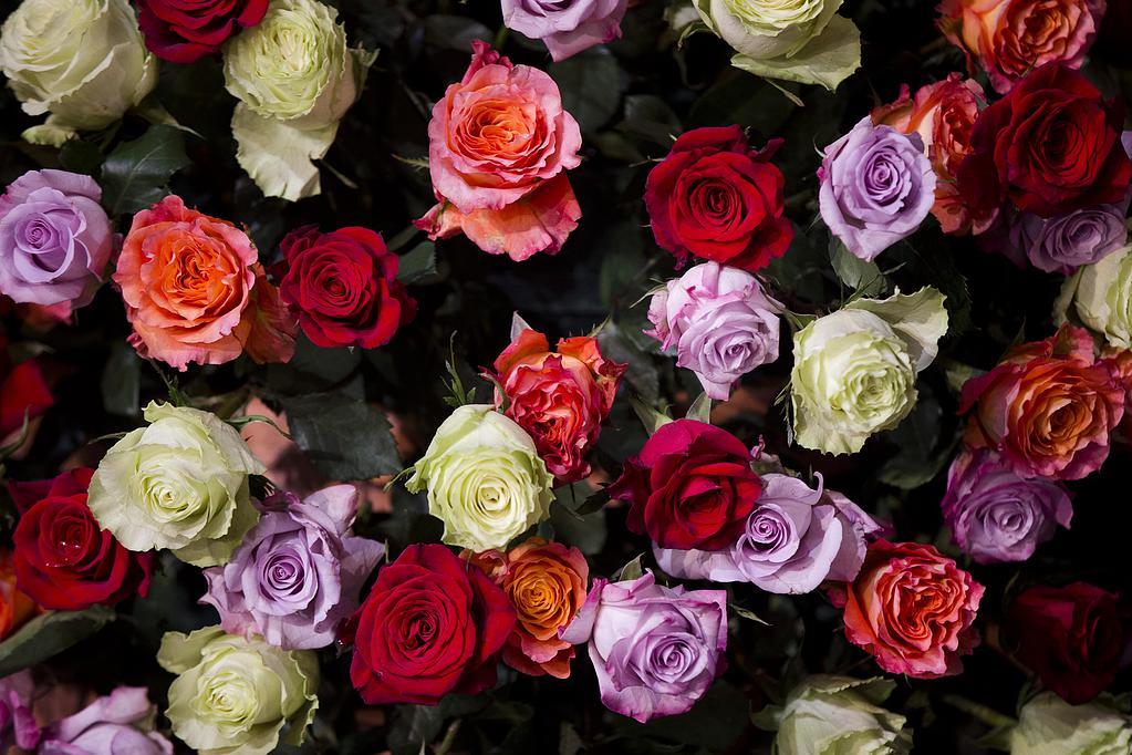 Blomsterlast innehöll stora mängder narkotika