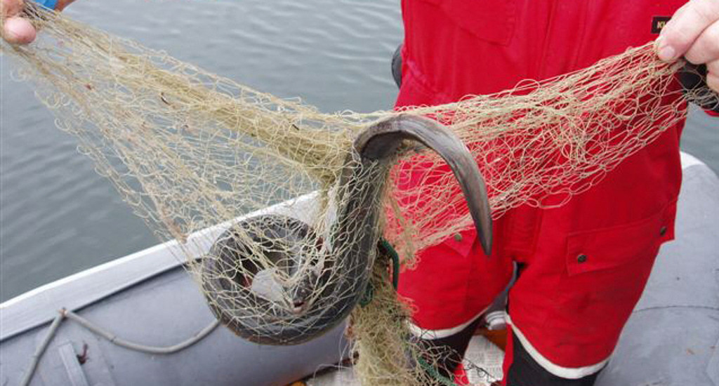 Ålen ska räddas – nytt fiskestopp föreslås