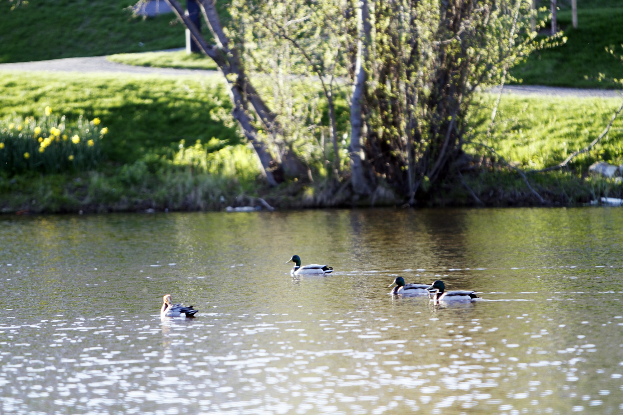 Fågel plågas i dammen