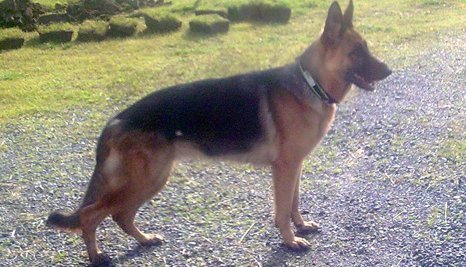 Hundägaren: Var är Ninja?