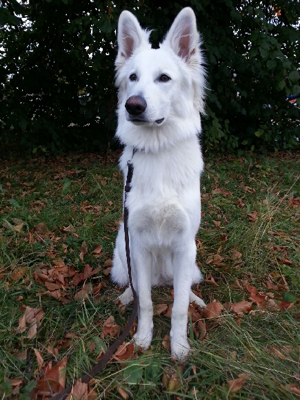 Hunden Milo hjälte - fann borttappad gps