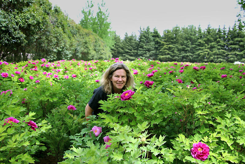 Pionen – en kejserlig blomma