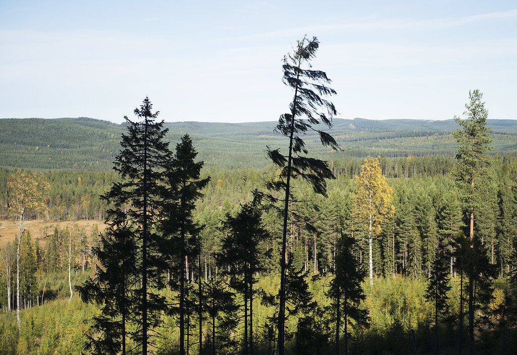 Jordens orörda skog försvinner i snabb takt