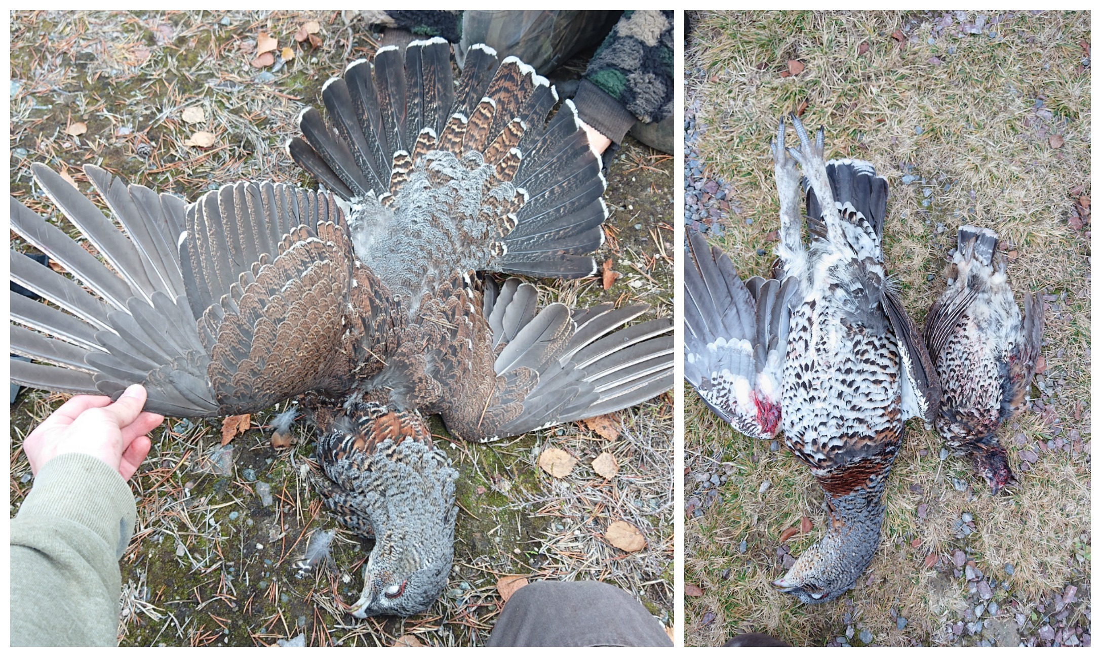 Bilder: Mystisk fågel förbryllar expert och jägare
