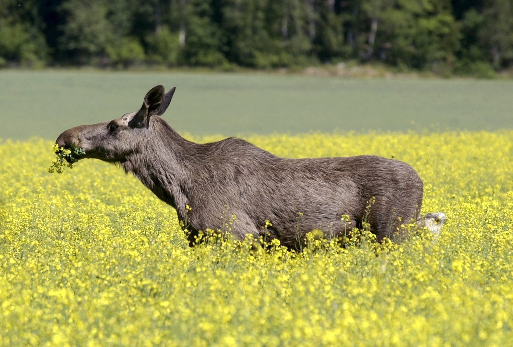 Ordet fritt: Håller vi på att utrota vår älgstam?