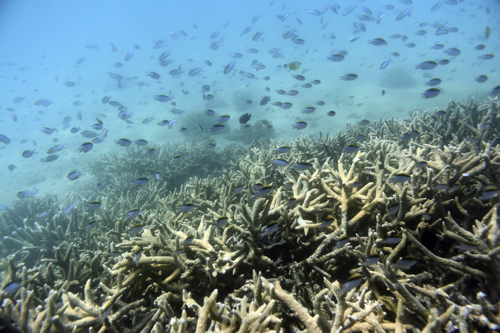 Ny stor skada på barriärrevets koraller