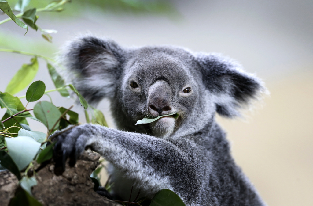 Hjälteräddad koala har dött av brännskador