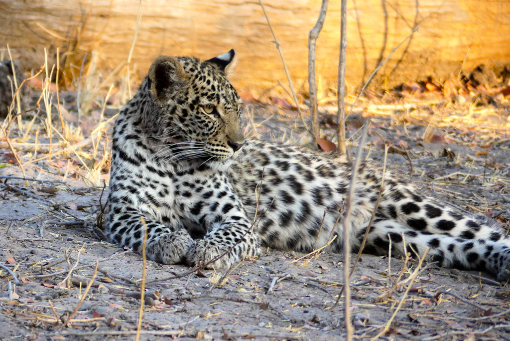 Tvååring dödad av leopard i nationalpark
