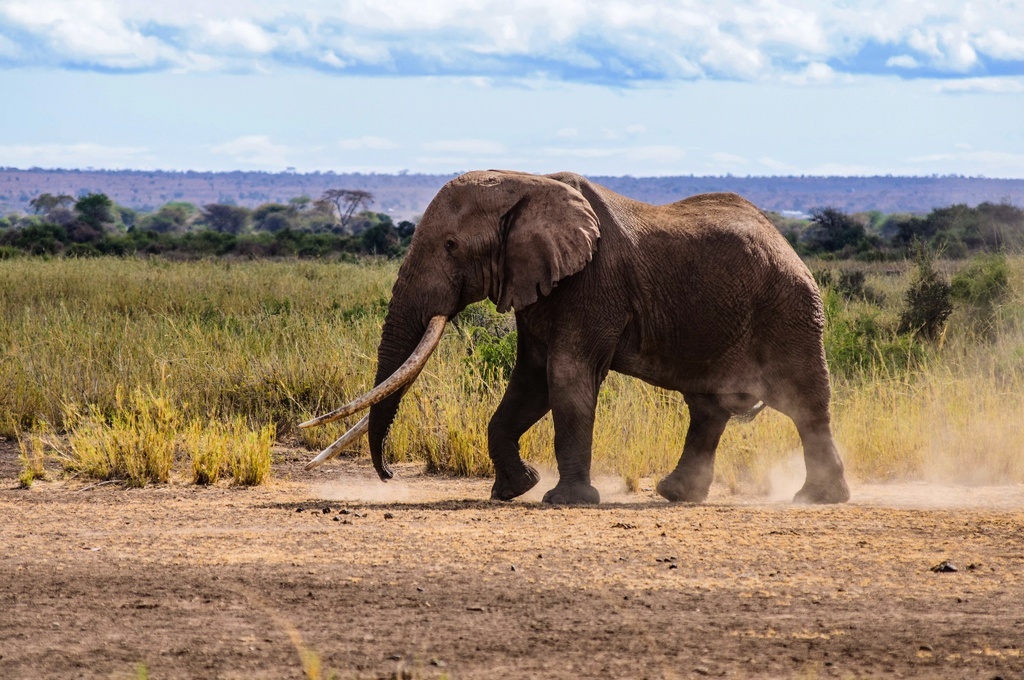 Älskad elefant dog vid Kilimanjaros fot