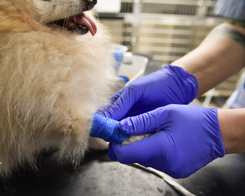 Veterinärbrist kan kosta djur livet