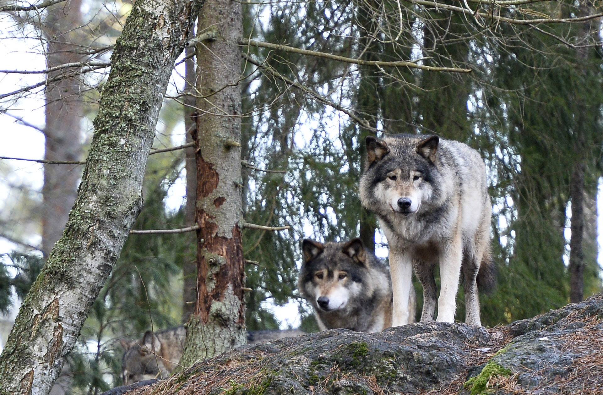Vargar på väg att bilda revir i länet