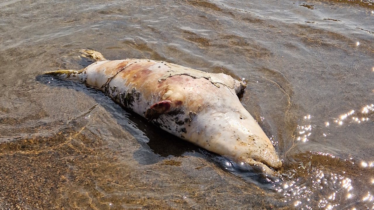 Döda sälar spolas upp i Norrmjöle – ”Aldrig upplevt”