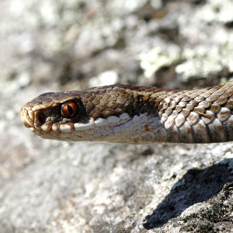 Dödade skyddad orm