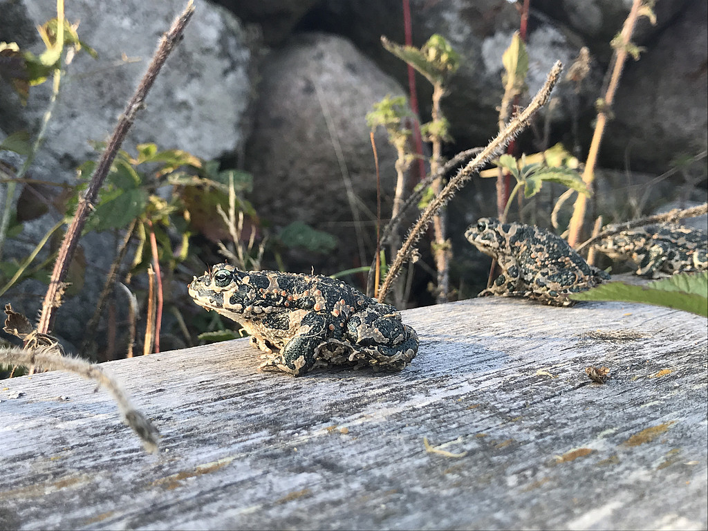 Paddor släpps till äventyr på Öland