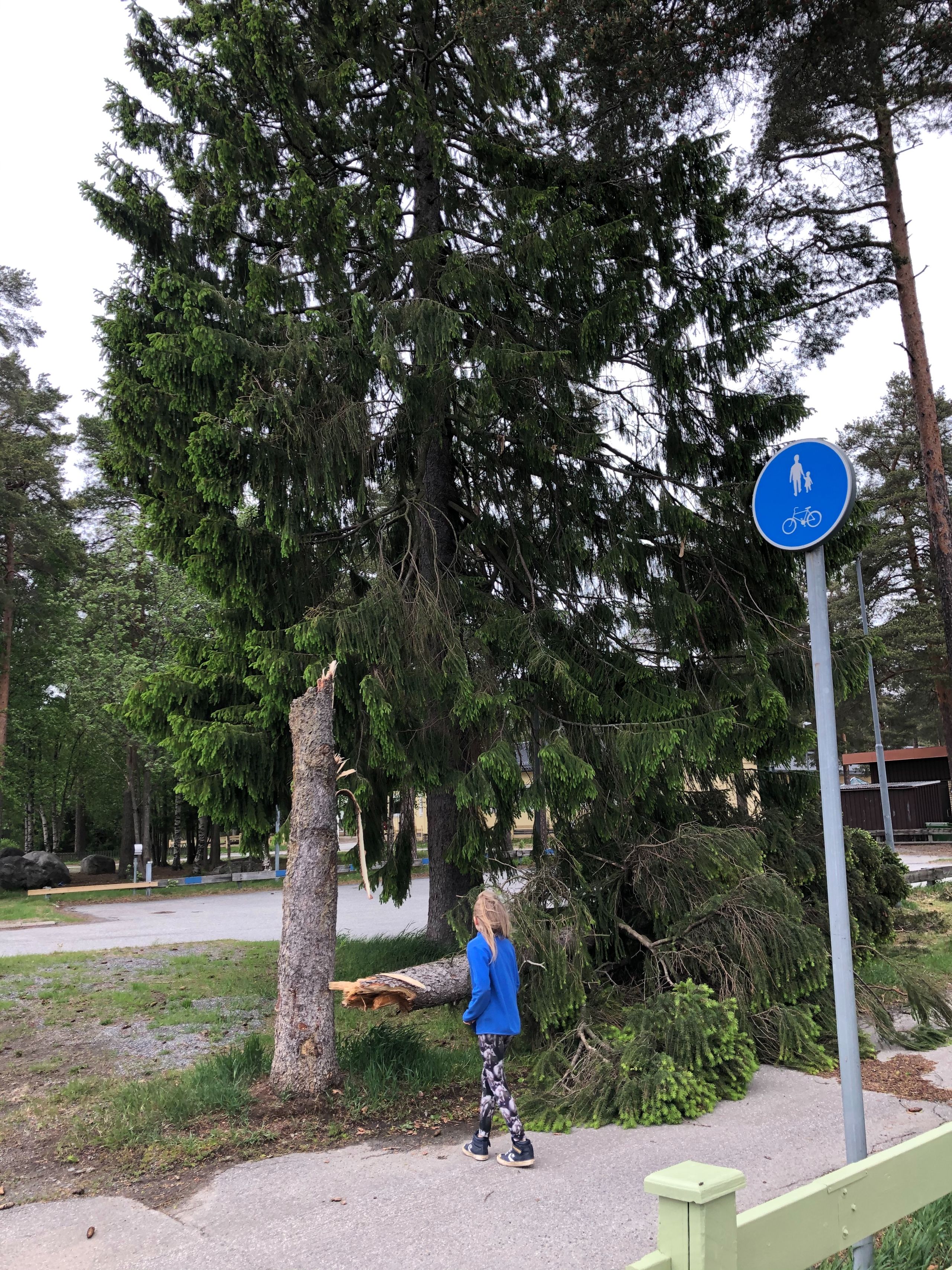 Flera träd har blåst omkull - vissa ligger på vägbanor