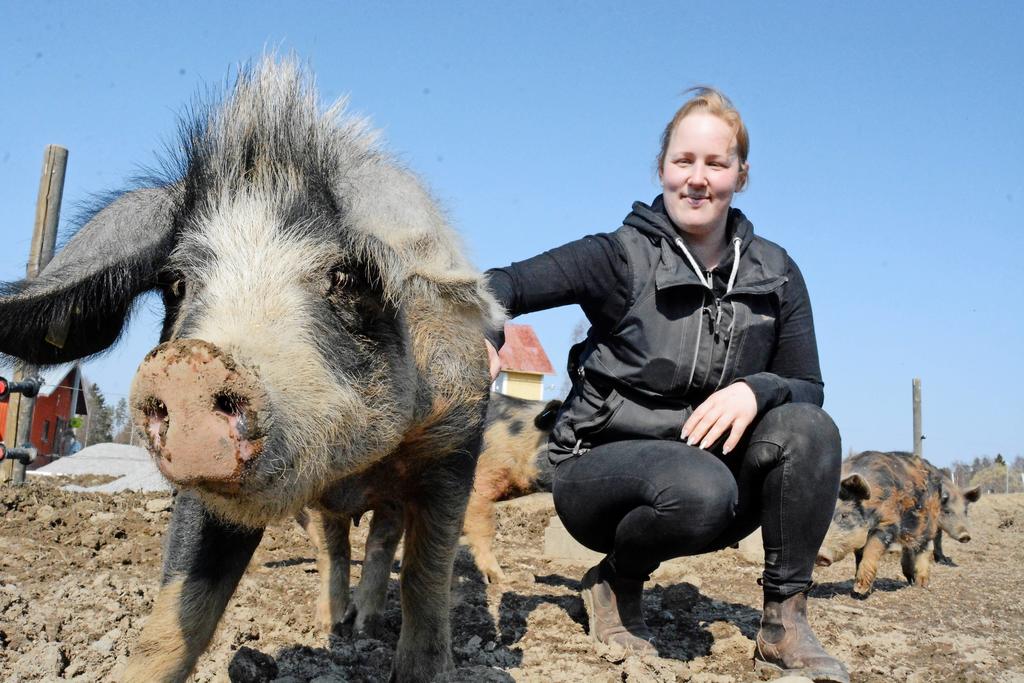 Ett riktigt svin firas med egen dag