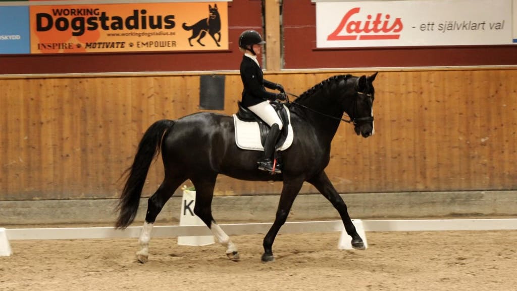 Flera segrar för länsryttarna