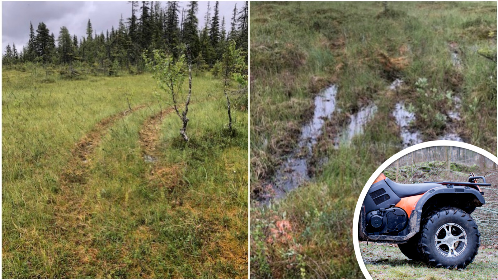 Vittne såg spår av fyrhjuling i naturreservat: "Blir bestört"