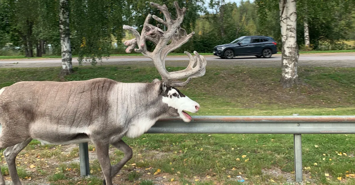 Ren sågs nära Hotell Lappland: "En stor renoxe"